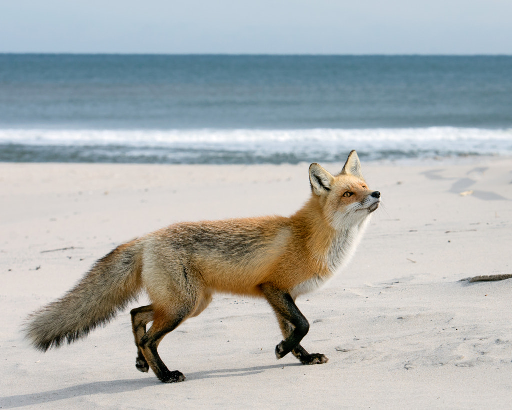 Red Fox on the beach by Christy Lang / 500px