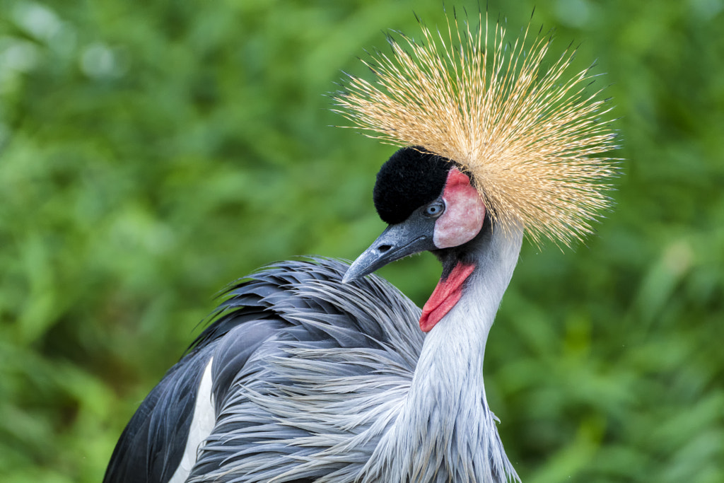 Crowned Crane by Bhairav Paleja / 500px