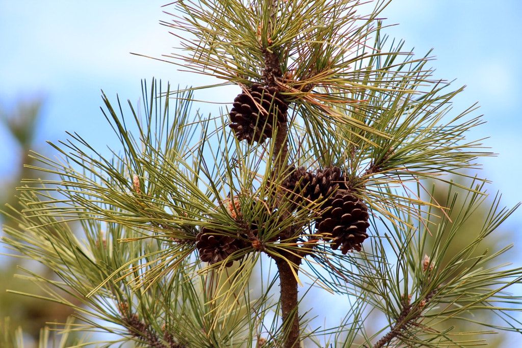 Pinecomb by Robin Rickards / 500px