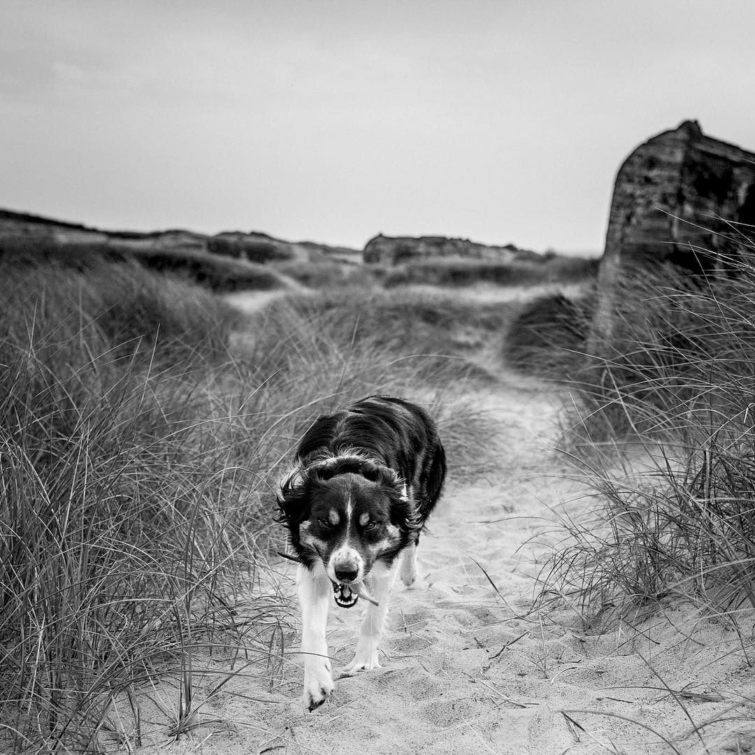 Sigla the #bordercollie running in the #dunes between the old #bunkers ...