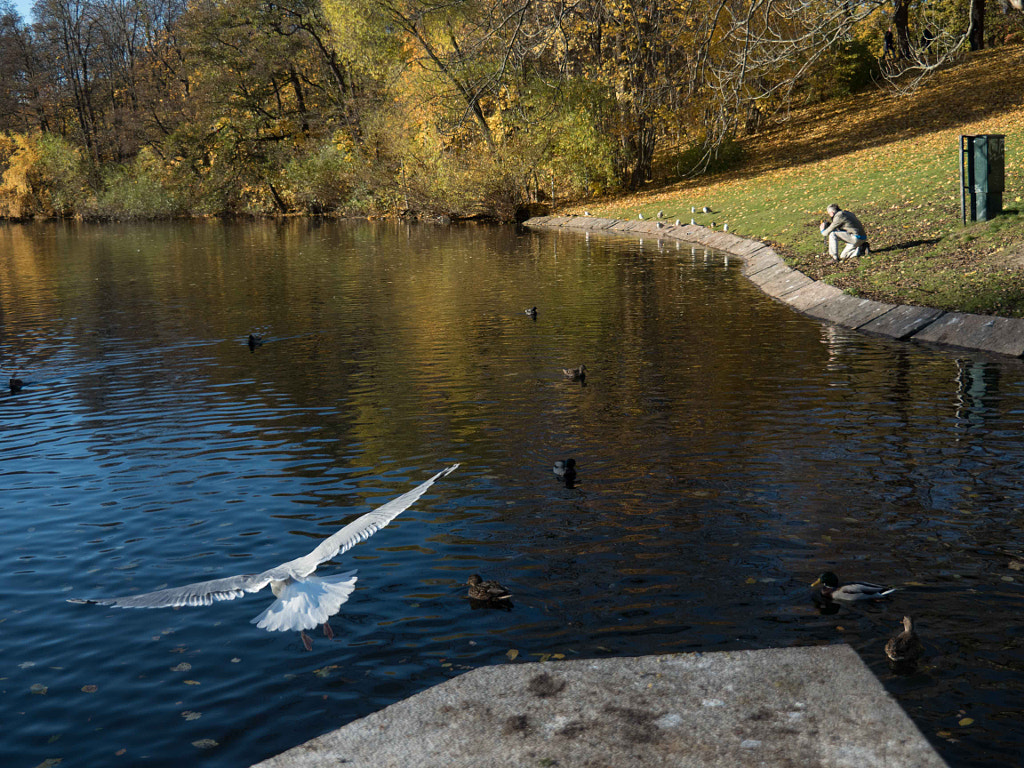 Bird is flying over a water in Frognerparken by Harald Svensen / 500px