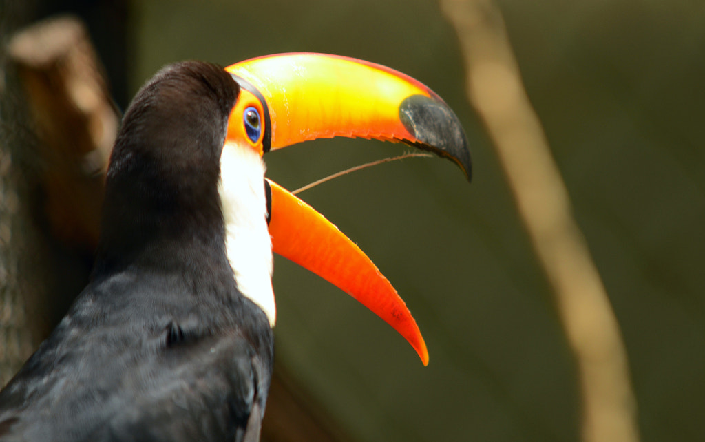 The toucan tongue - Brazil - Rio de Janeiro by Rafael Diniz / 500px