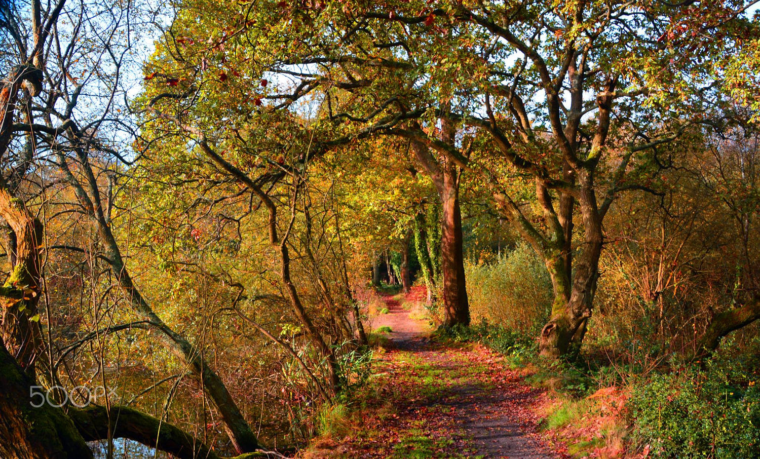 Yateley Common Country Park by Dave & Tatiana Williams / 500px
