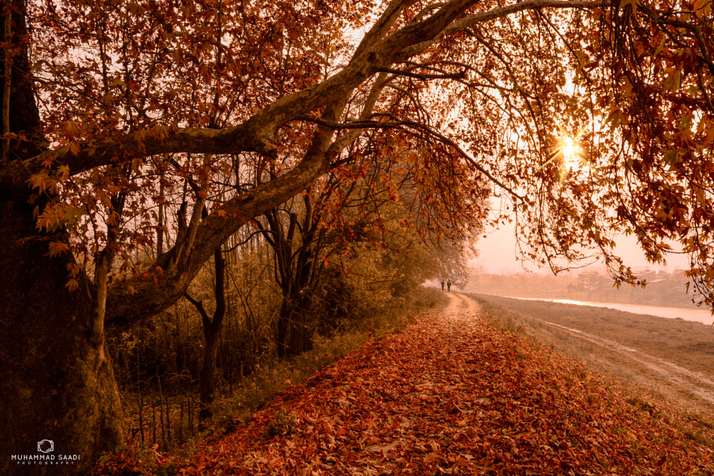 An Autumn Evening by Mohammad Saide / 500px
