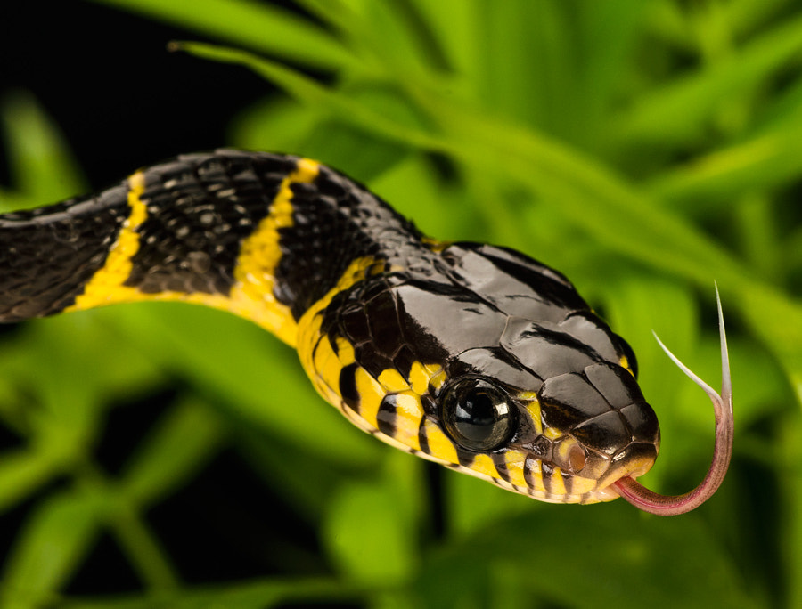 Mangrove Snake by Henrik Vind - Photo 19046605 / 500px