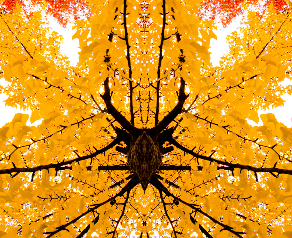 Fall Bug by Adam Goldman / 500px
