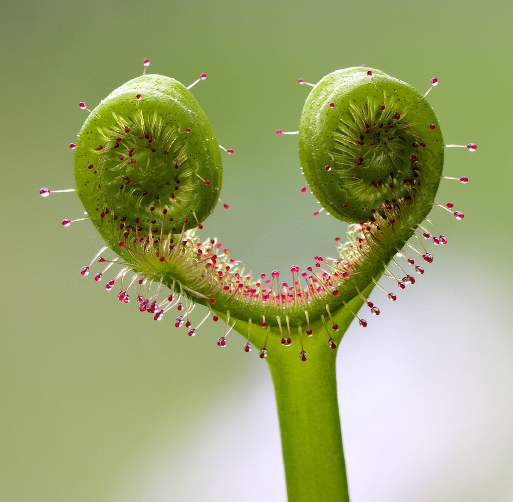 Dangerous Smile by Alessandro Zocchi / 500px