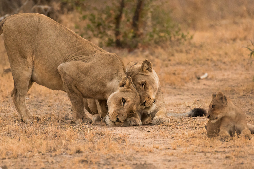 Love between sisters by Kurt Vedel Kristensen / 500px