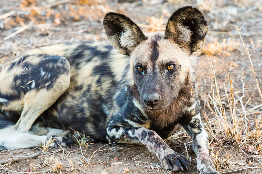 African wild dog by Kurt Vedel Kristensen / 500px