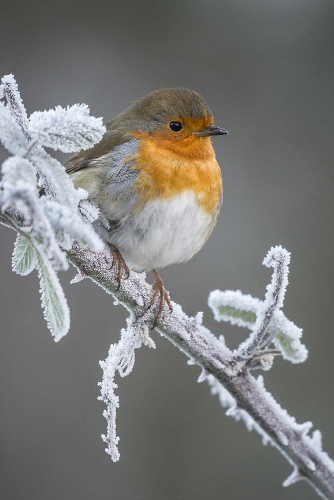 Frosty Robin by Andy Butler / 500px