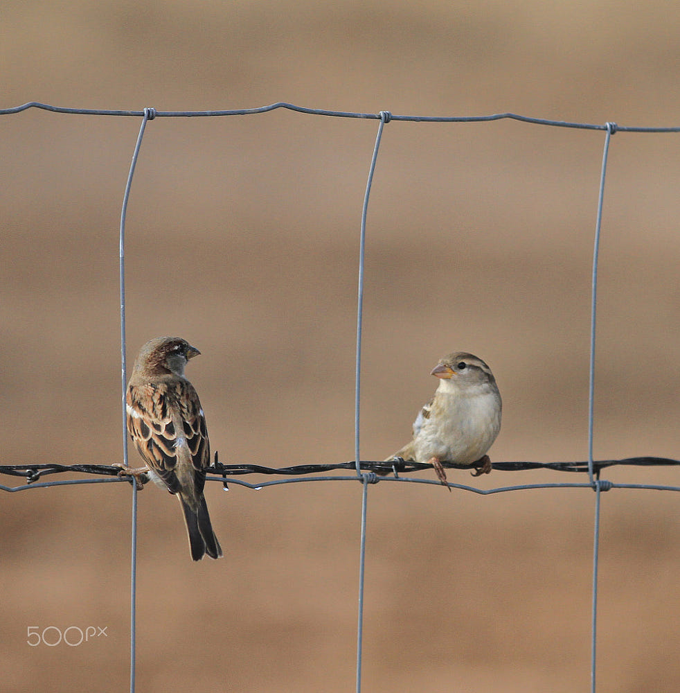 Sparrows 2 - a boy and a girl by Tamara Harding / 500px