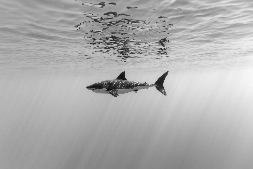 Great white shark left side profile by George Probst / 500px