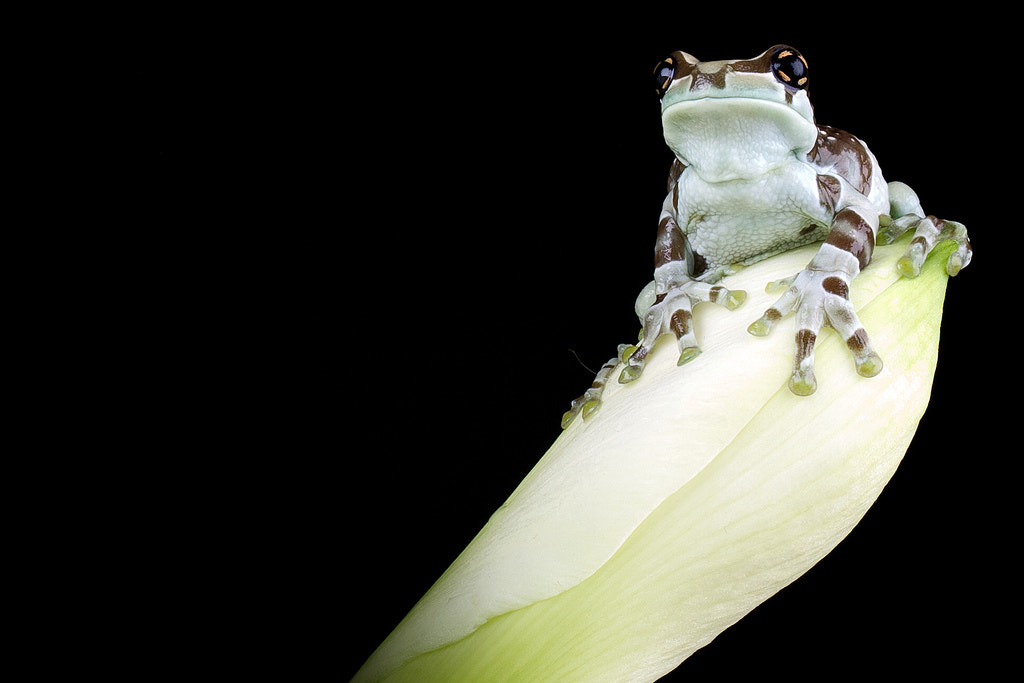 milk frog by Mark Bridger / 500px