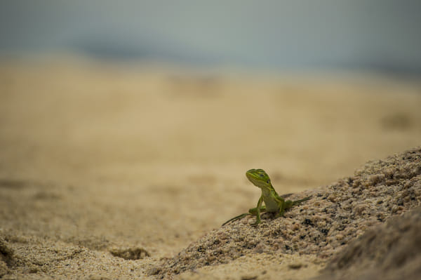 Lizard by Juan Manuel Del Río Manríquez / 500px