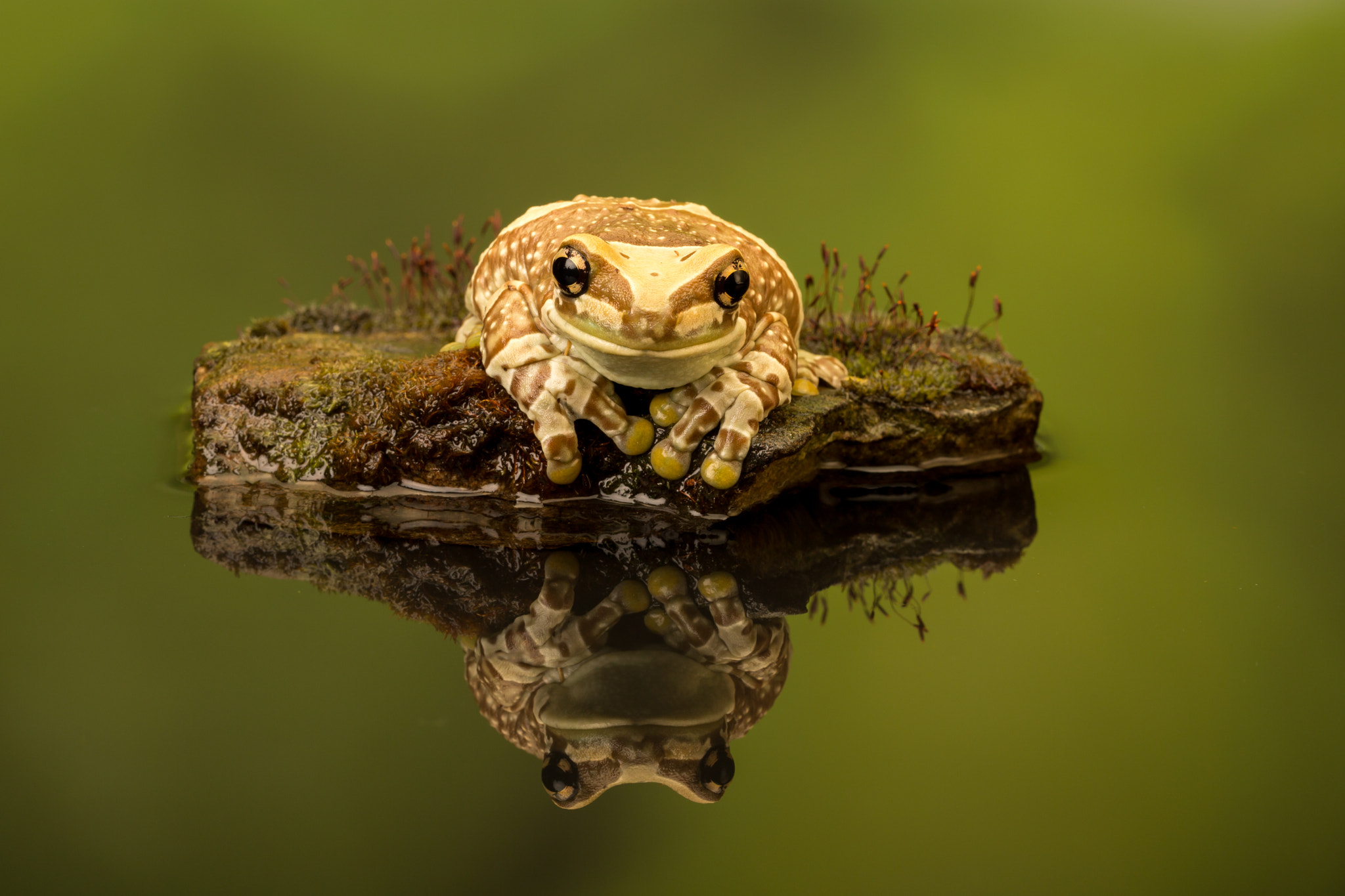 Amazonian Milk Frog Reflection by Laura Galbraith / 500px