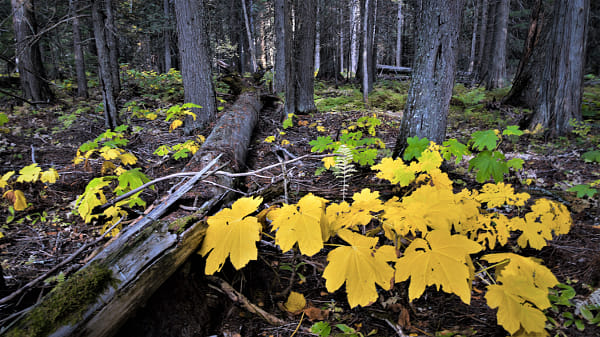 Colorful forest floor by Richard Brown | 500px