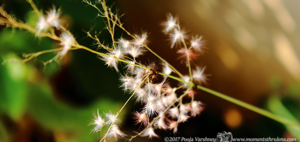 Beauty in Tiny leaves of this flower family by Pooja Varshney / 500px