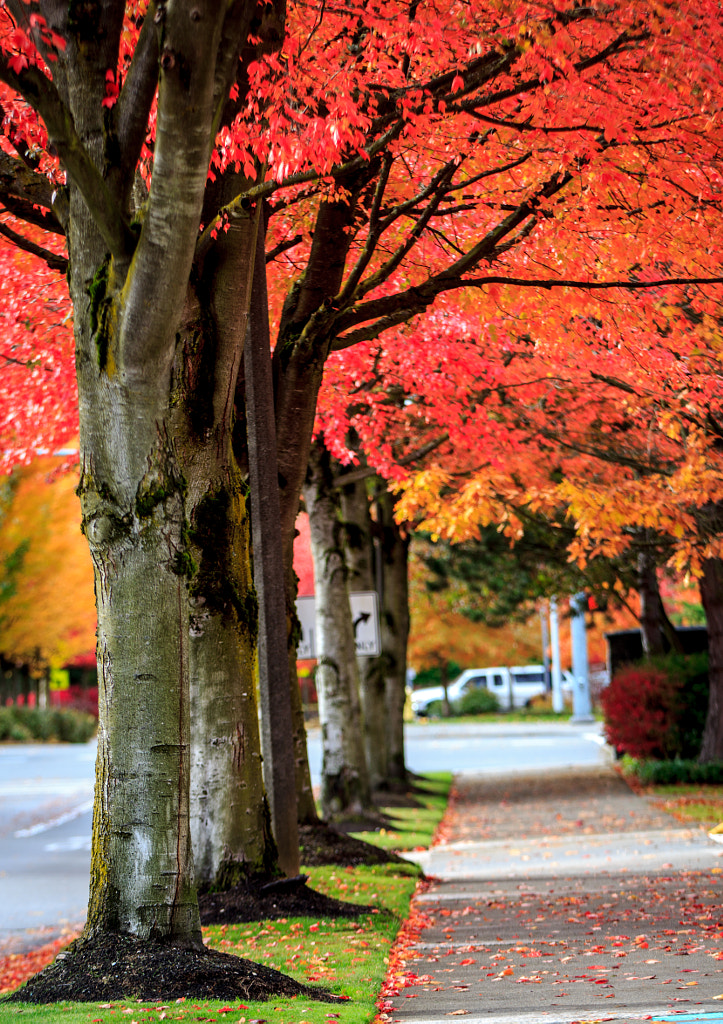 Fall Colors @MS Campus by Aditya Toney / 500px