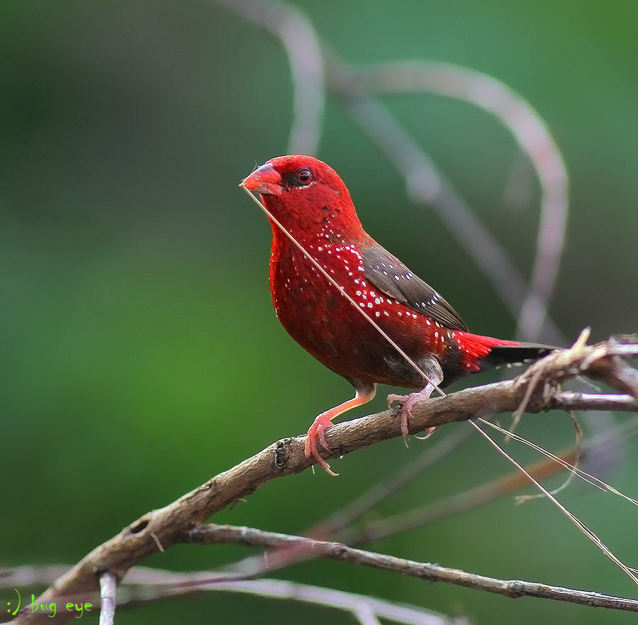 ~ strawberry bird ~ by bug eye :) / 500px