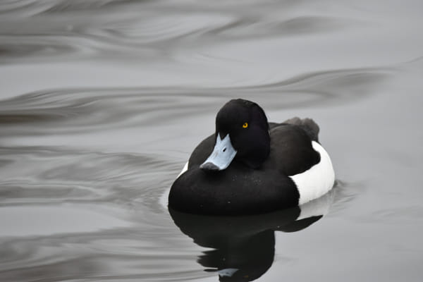 Tufted duck by Tracey Tann / 500px