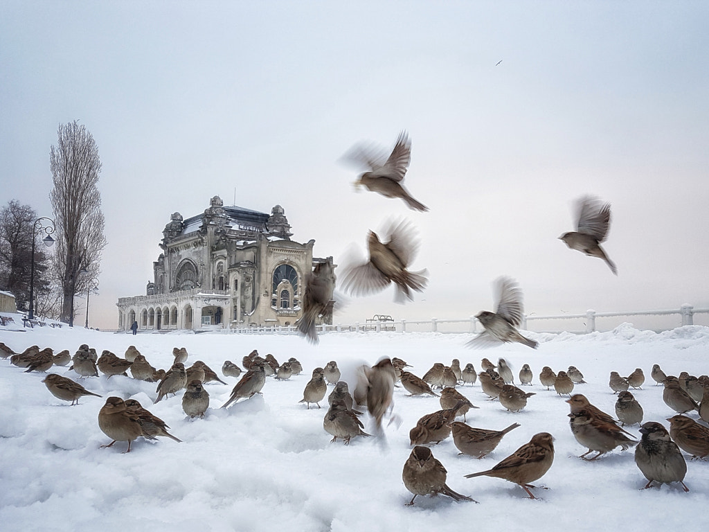 Winter... by Baluta Dragos Nicusor / 500px
