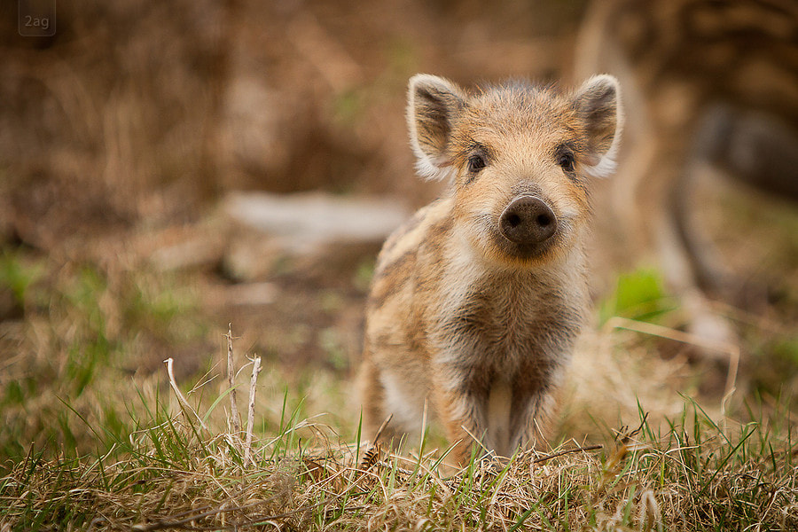 Frischling Wild Boar Piglet by Andreas Geisen - Photo 19547231 / 500px