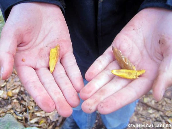 acorn dissection o by Kevin MG | 500px