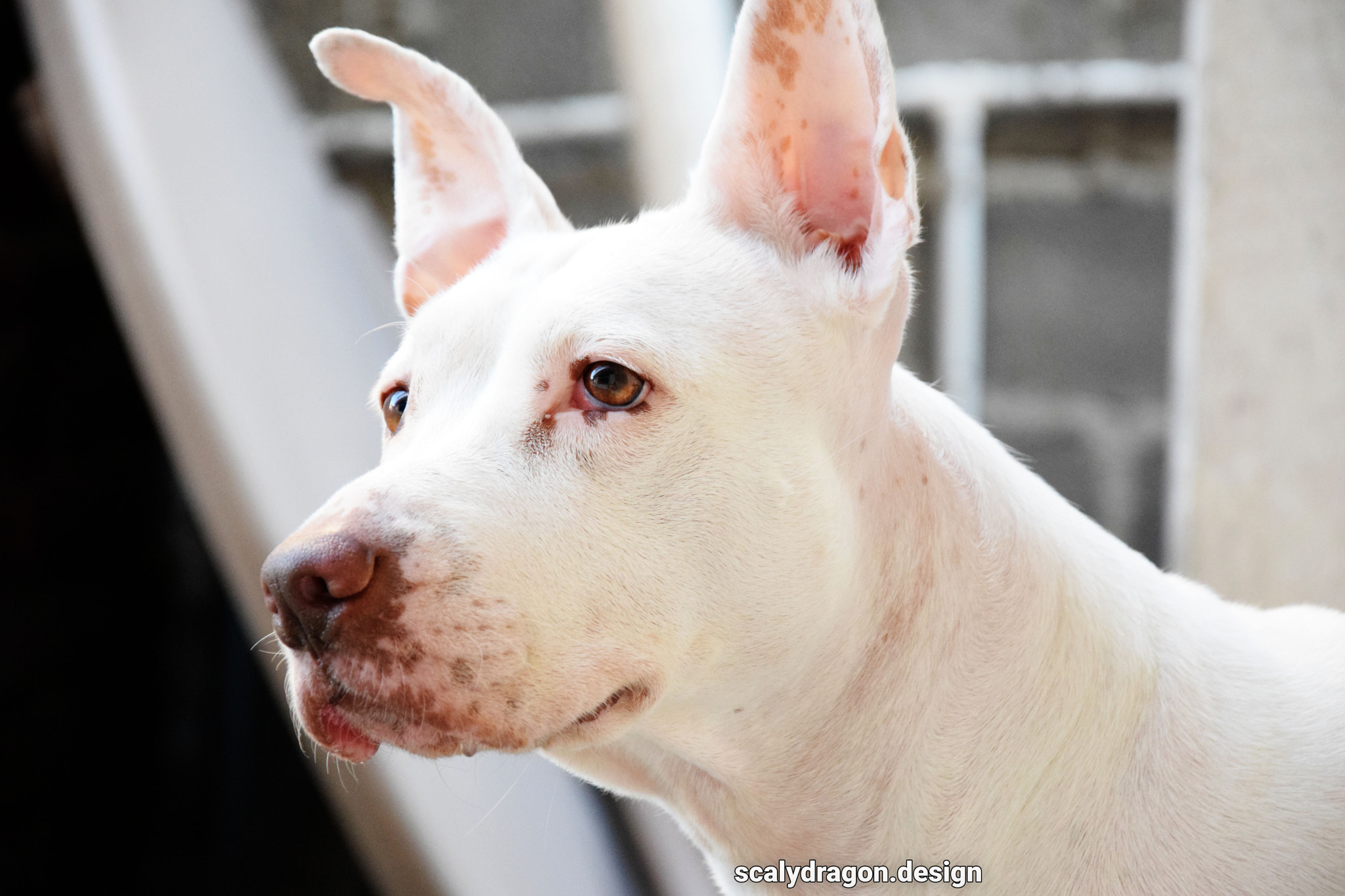 White Pit Bull with Expressive Eyes | nature photo by Scaly Dragón | 500px