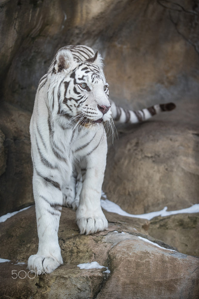 Rare White Tiger by Mike Kolesnikov / 500px