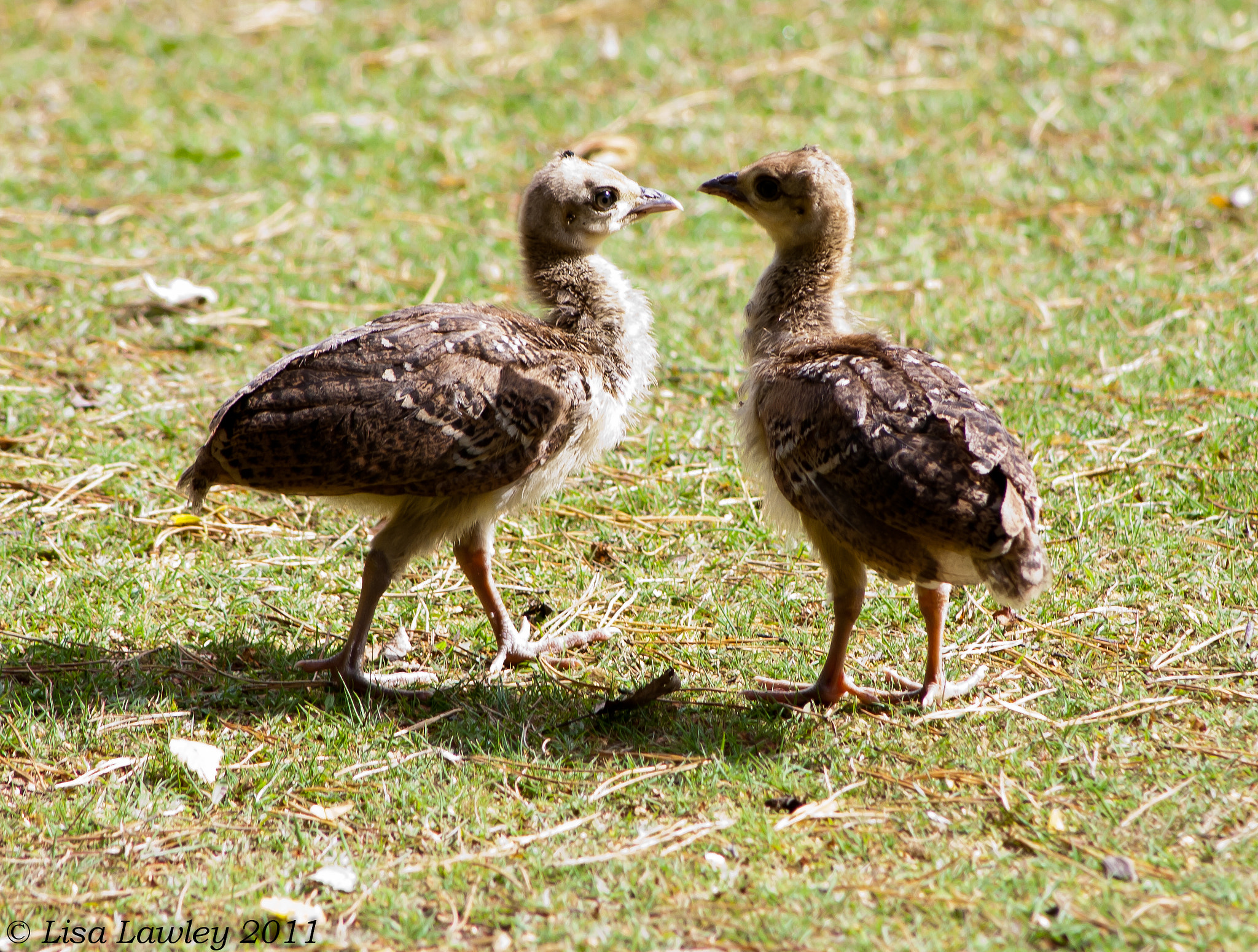 Peachicks by lisa lawley / 500px