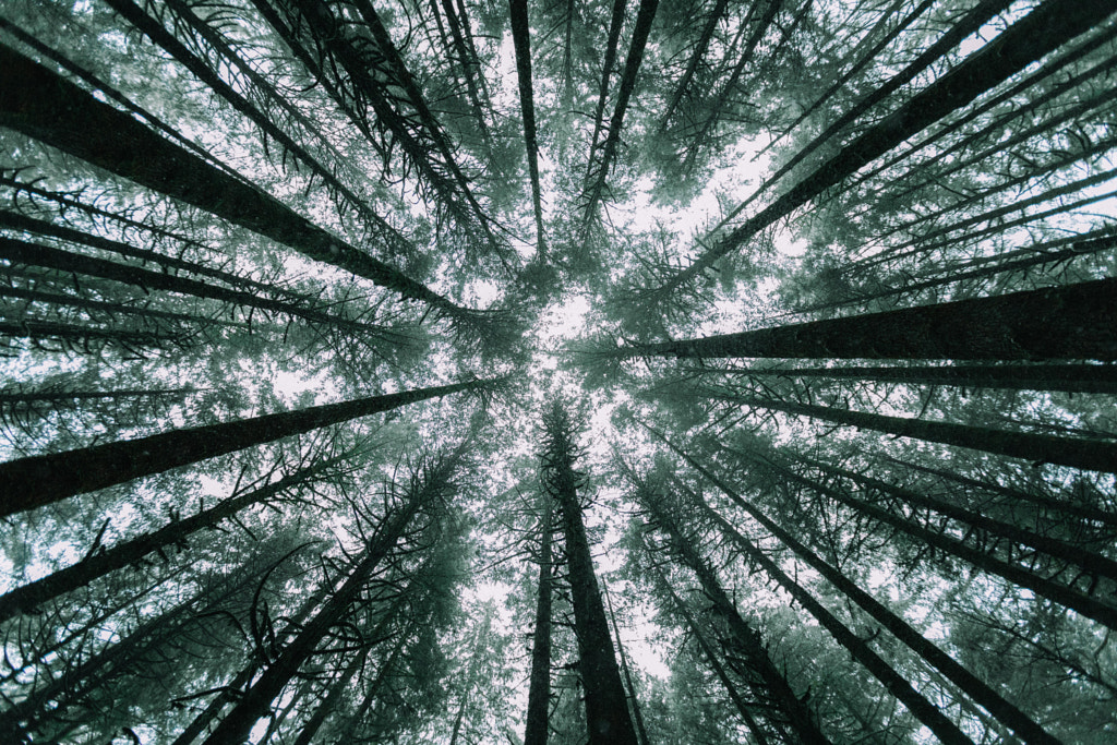 Forest Sky by Kalen Emsley / 500px