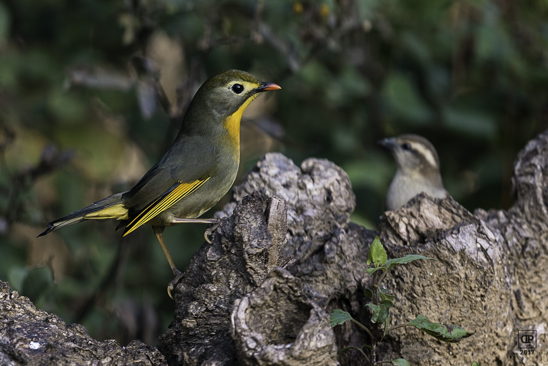Red-billed Leiothrix & Russer Sparrow Female by Dilip C Gupta | 500px