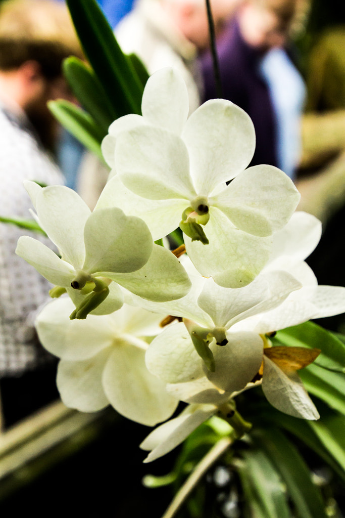 The flower that blooms in adversity is the rarest and most beautiful of ...