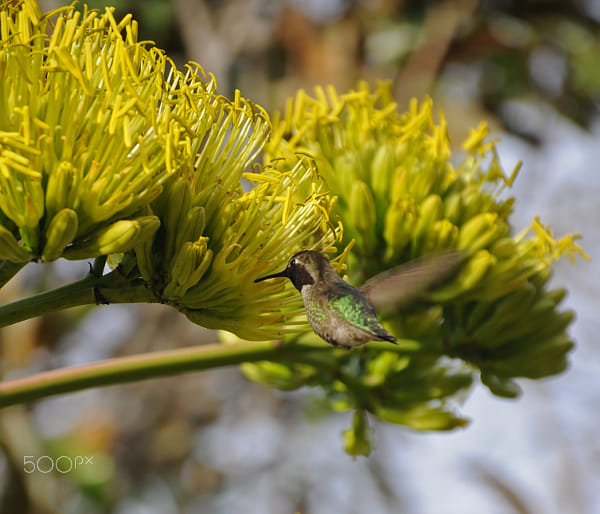 Busy Bird by Jim Slagle | 500px