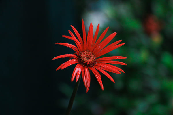 Flower by Anish Bhat | 500px