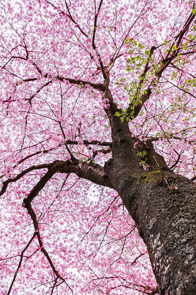 Sakura tree by Sakarin Sawasdinaka / 500px