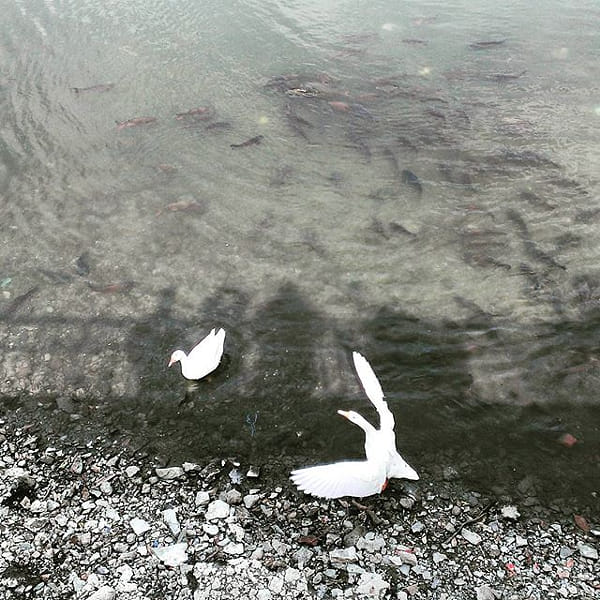 Ducks_and_fishes_under_our_shadows.duck_fish_shadow_lake.._..loculars ...