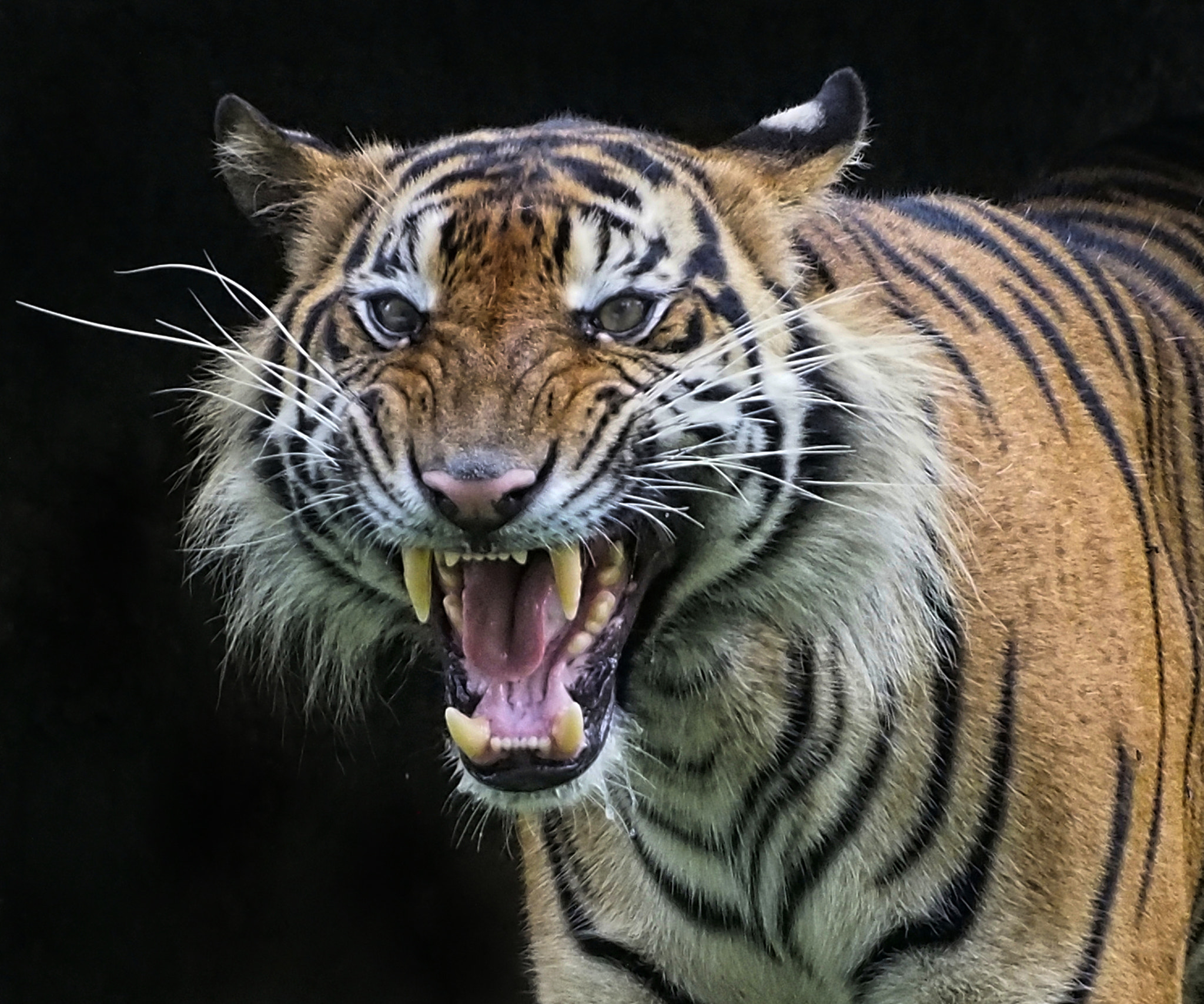 Angry Tiger (3) by Fajar Andriyanto / 500px