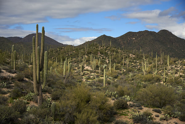 Arizona Wilderness by Bryan Mordt | 500px