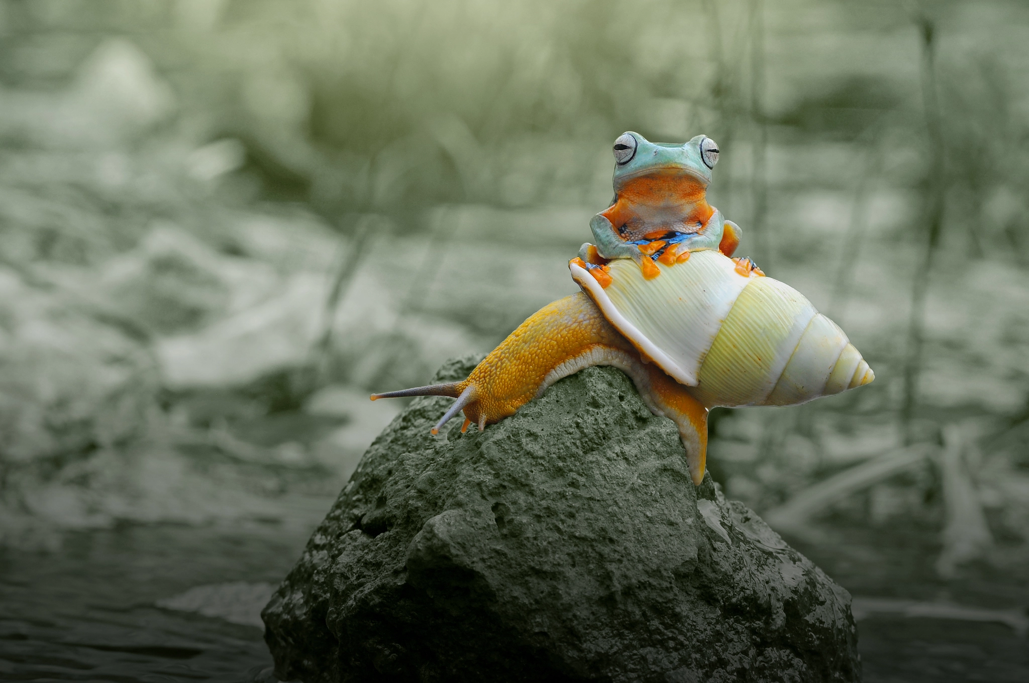 Frog, Flying Frog, Snail, Frog with Snail, by Andri Priyadi - Photo ...