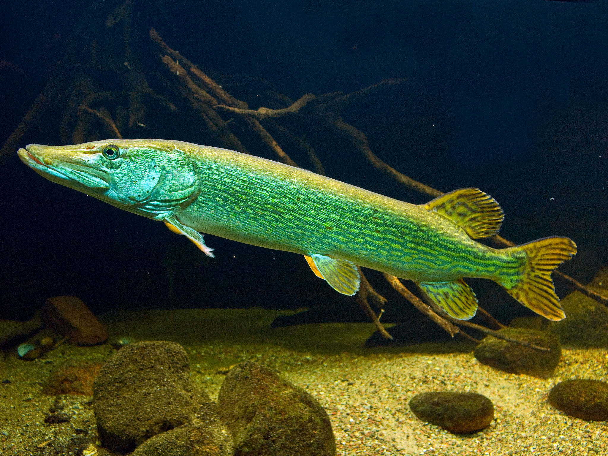 Northern Pike by Tammo Zelle / 500px