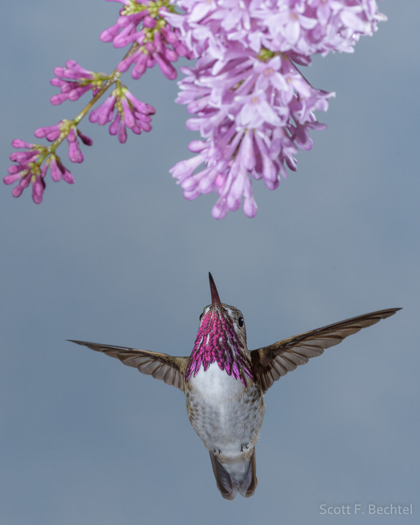 Calliope Hummingbird (2016-05-21 7468) by Scott Bechtel / 500px