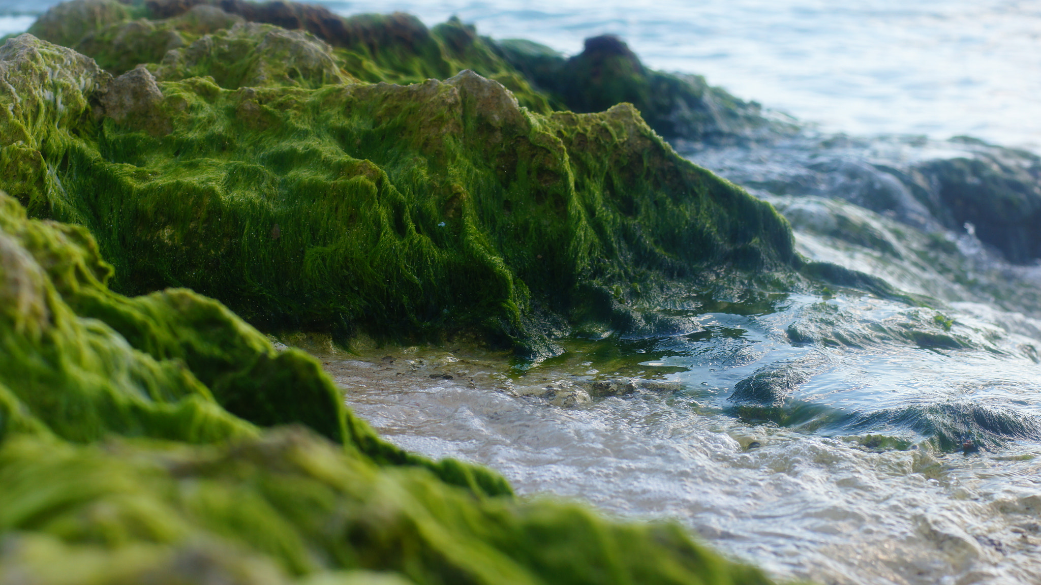 Mossy Rocks by the Ocean Shore | landscape photo by Rafaela Eusebio ...