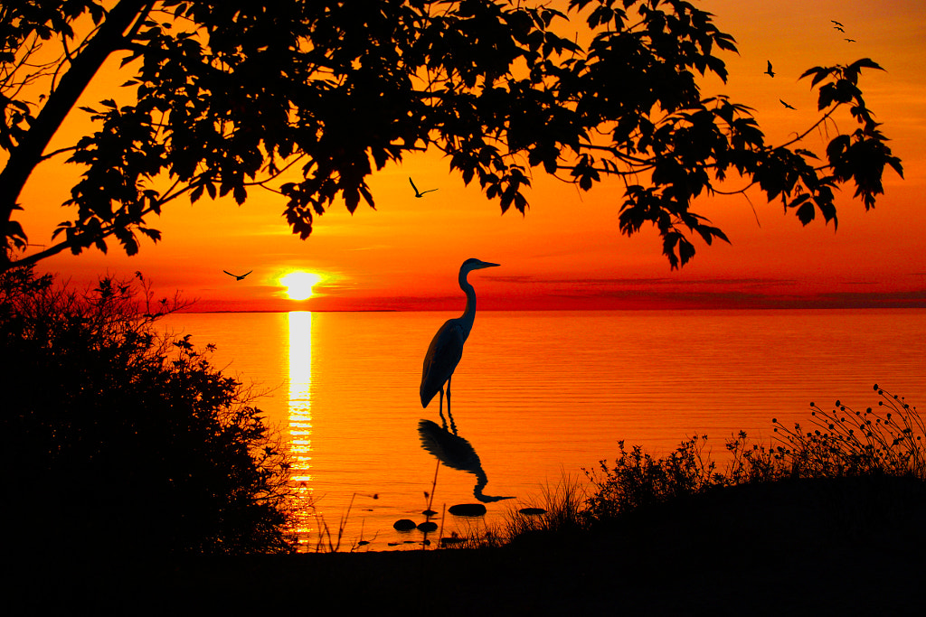 Great Blue Heron at Sunset by Megan Noble / 500px