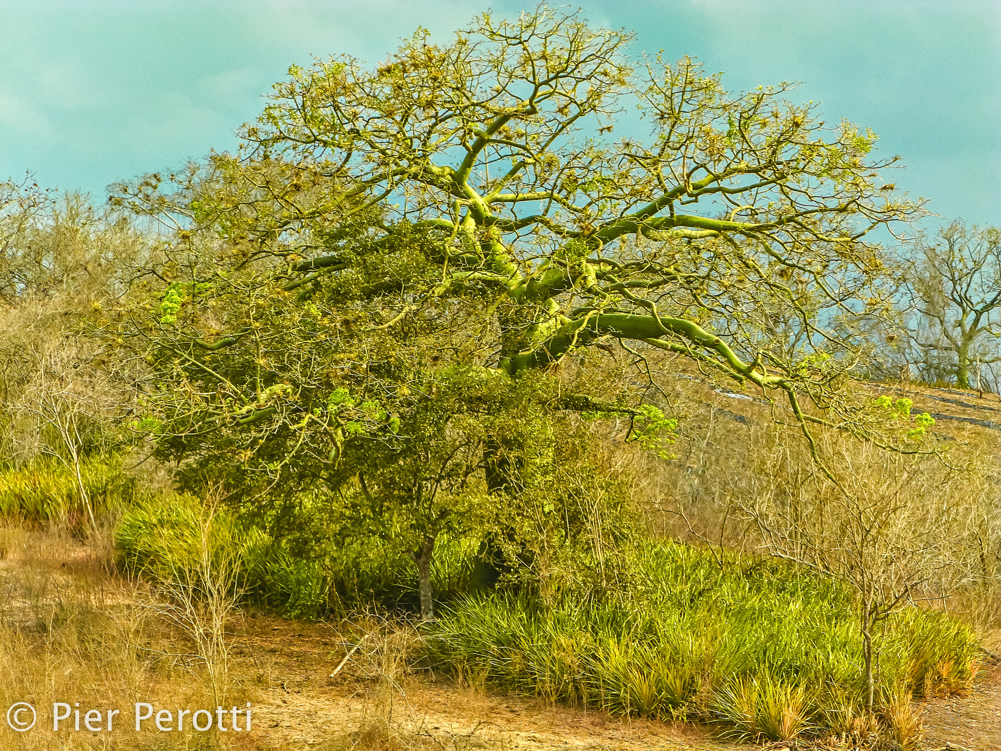 Ceibo Tree by Pier Perotti - Photo 20106451 / 500px