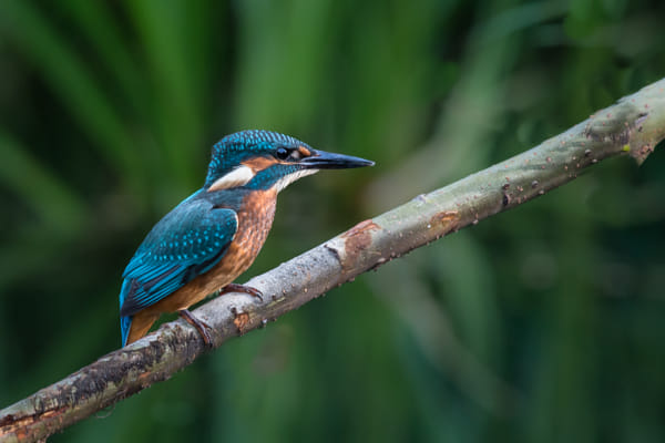 Kingfisher by Ian Calland | 500px
