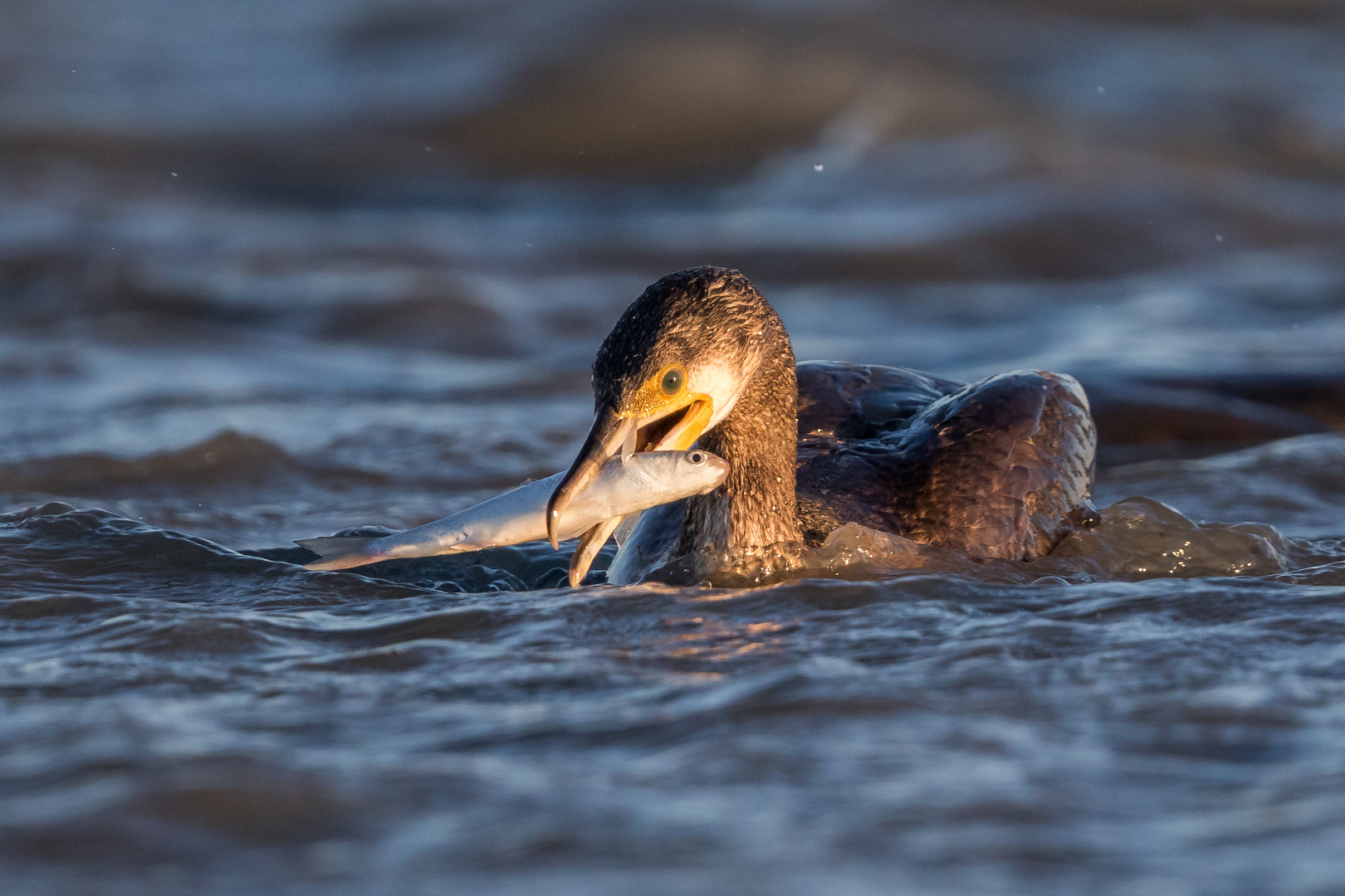 Wild Duck Catching Fish | nature photo by daniel rusinowicz | 500px