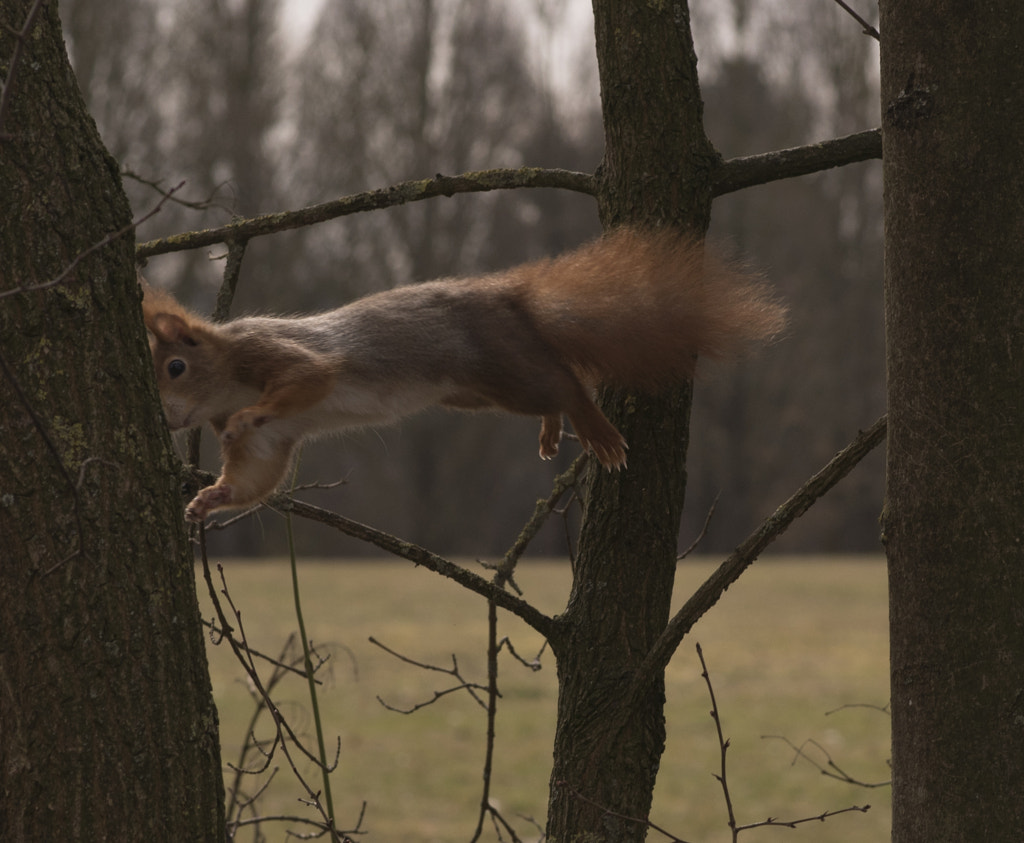Eichhörnchen im Sprung by Marcus Trautwein / 500px