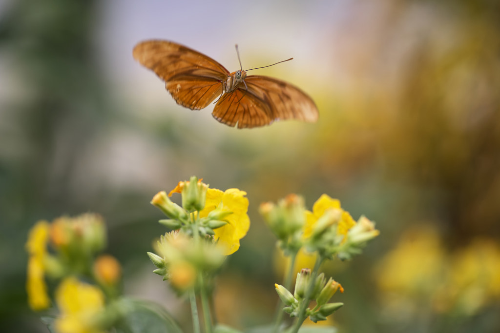 Beautiful Julia butterfly lepidoptra nymphalidae butterfly on ye by ...