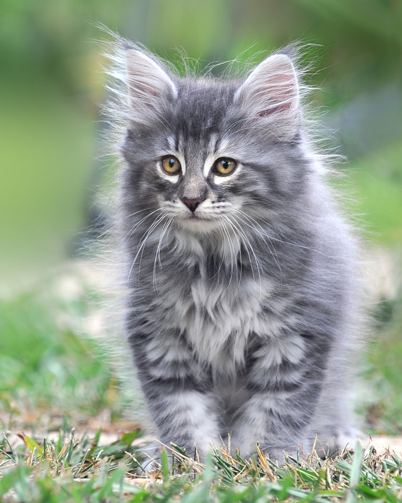 skogkatt kitten by Dominique Legros / 500px